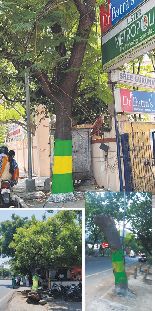 Chennai’s trees deserve better care « Madras Musings | We Care for ...